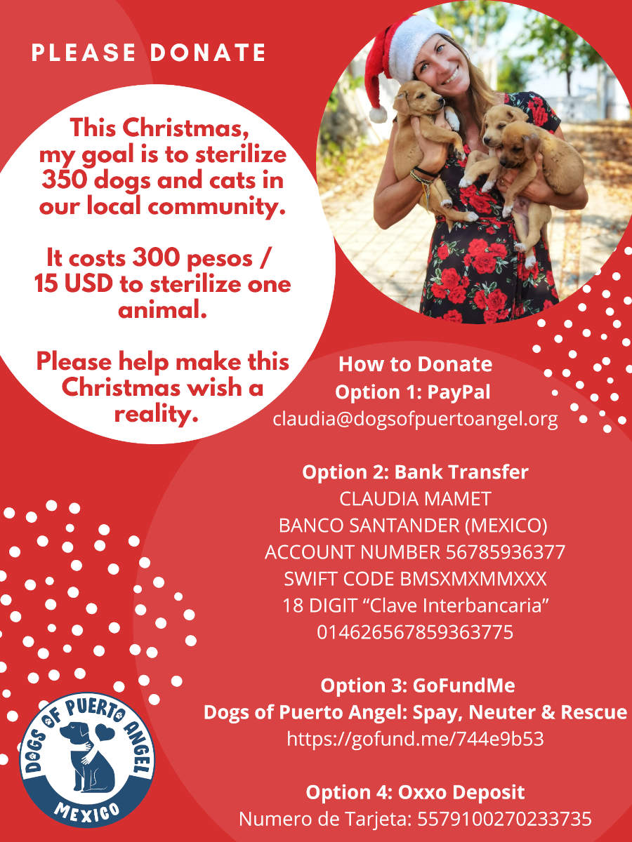Dogs of Puerto Angel – A non-profit organization with 100% of funds ...