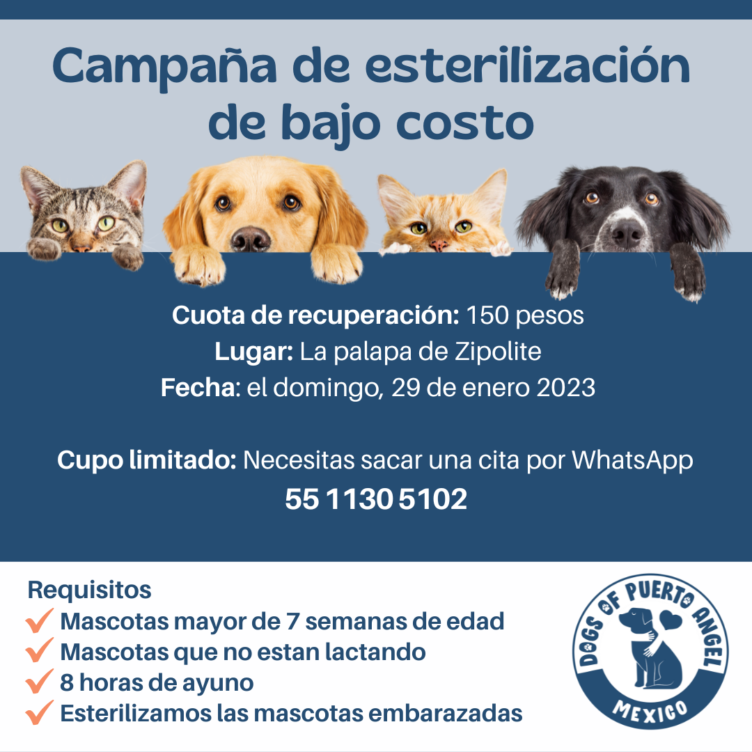 Dogs of Puerto Angel – A non-profit organization with 100% of funds ...