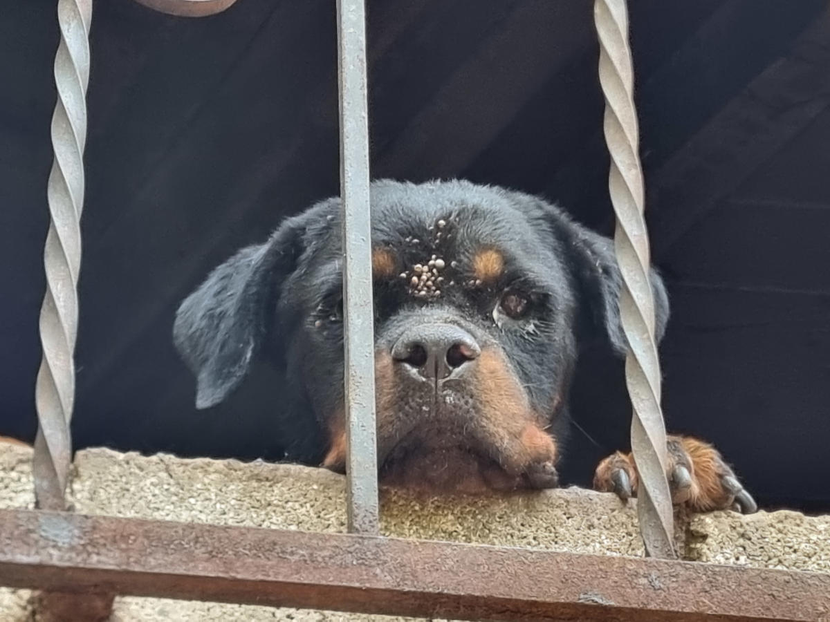 Before and After – Dogs of Puerto Angel