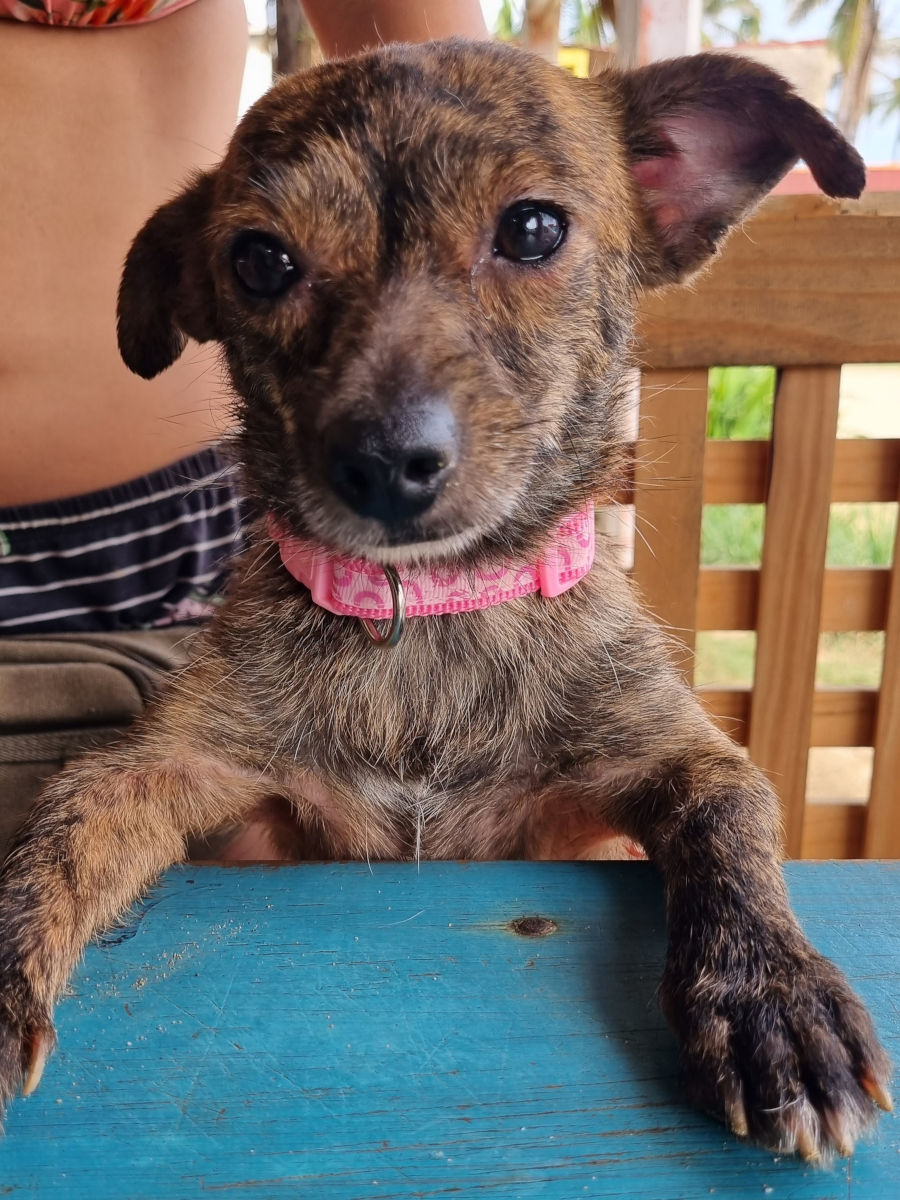 Over the rainbow bridge – Dogs of Puerto Angel