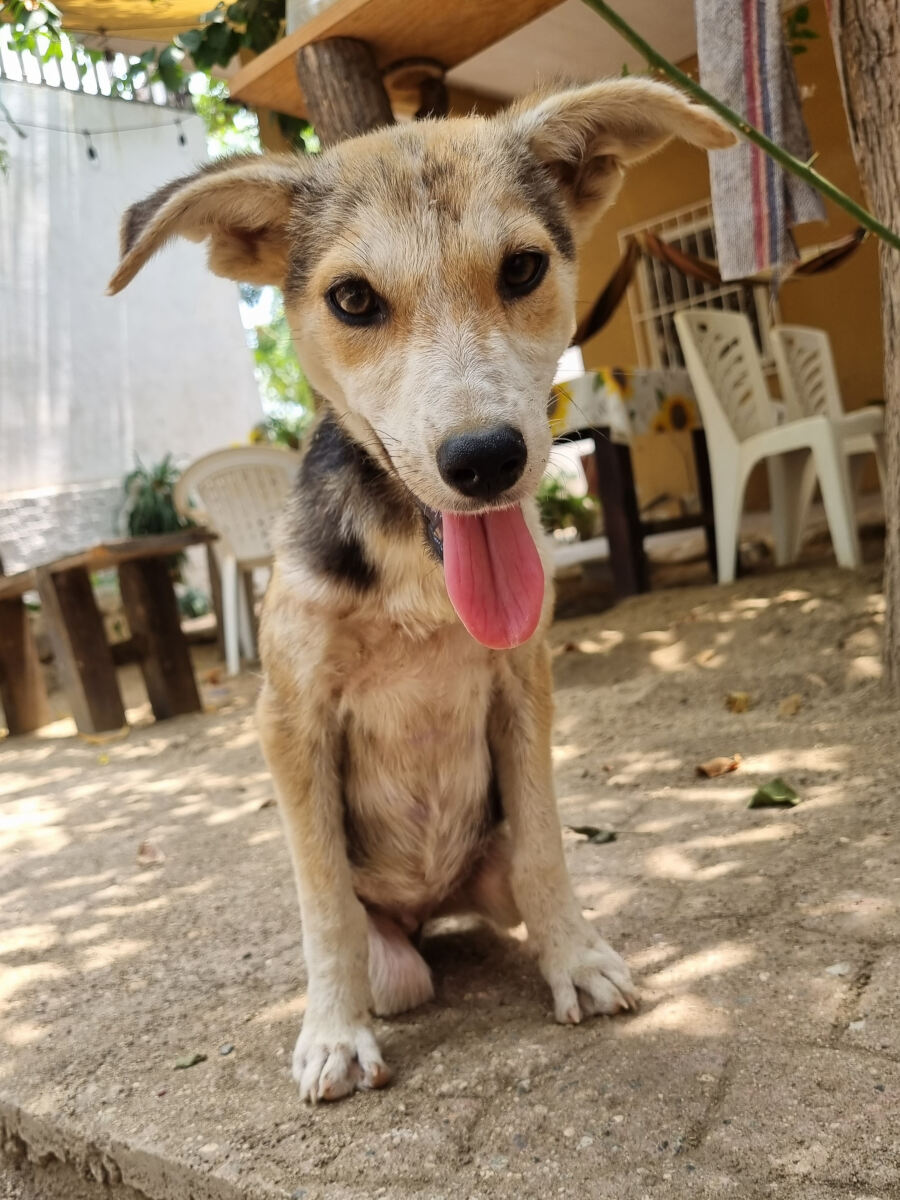 Before and After – Dogs of Puerto Angel